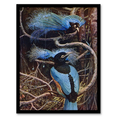 Sir Henry Hamilton Johnston Framed Wall Art Blue Bird of Paradise - A3 Size
