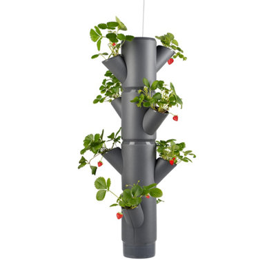 SISSI STRAWBERRY easy-watering strawberry tree for balcony, terrace or ...