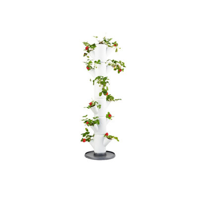 SISSI STRAWBERRY easy-watering strawberry tree for balcony, terrace or ...