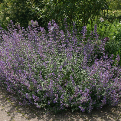 Six Hills Giant Catmint Perennials Flowering Plants Nepeta 2L Pot