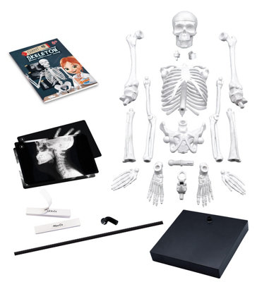 Skeleton 85cm Assembly Education Kit