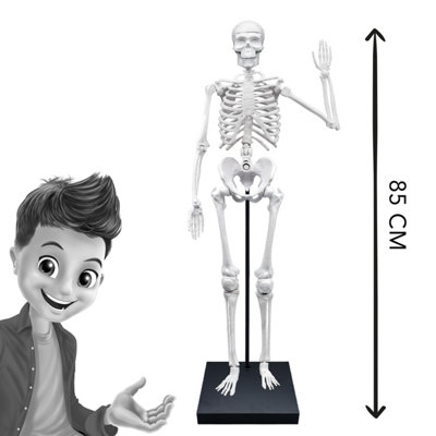 Skeleton 85cm Assembly Education Kit