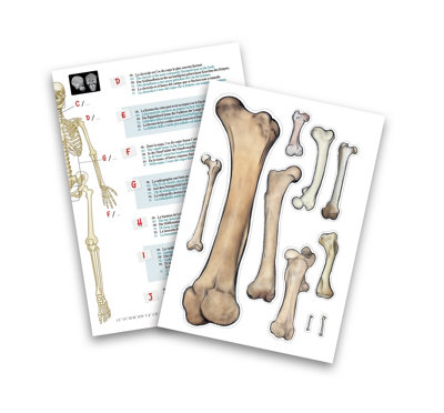 Skeleton 85cm Assembly Education Kit
