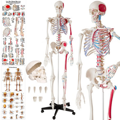 Skeleton - life-size, detailed skeletal system, muscle labels ...