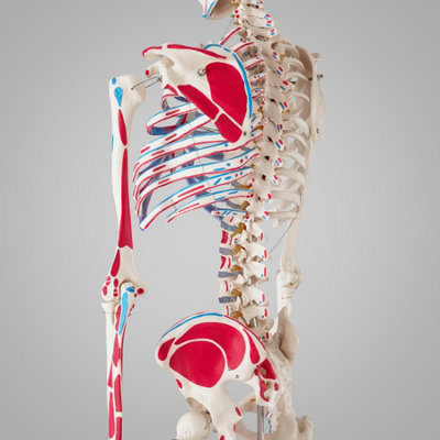 Skeleton - life-size, detailed skeletal system, muscle labels ...