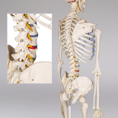 Skeleton - life-sized human skeletal system, with mobile stand, anatomy ...