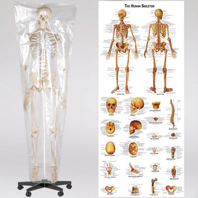 Skeleton - life-sized human skeletal system, with mobile stand, anatomy ...