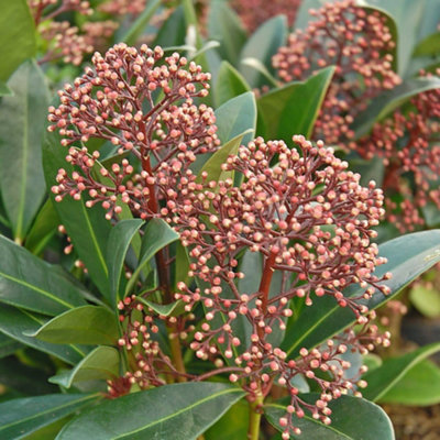 Skimmia japonica 'Rubella' 9cm Potted Plant x 3 | DIY at B&Q