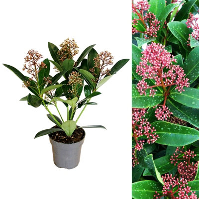 Skimmia Japonica 'Rubella' in 9cm Pot - Autumn/Winter Plant - 25-35cm ...