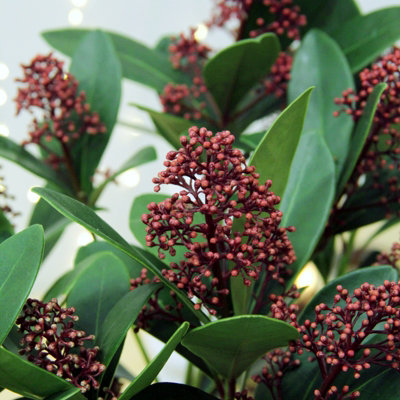 Skimmia Rubella Plant in 2L Pot with Hessian Gift Wrap - Evergreen ...