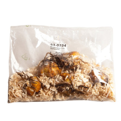 Skyscraper Lily 'Saltarello' 5 bulbs size 14/16 - Ready to Plant Out ...