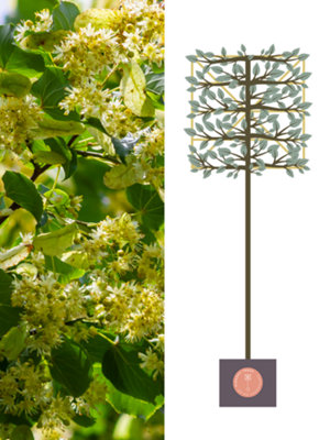Small-Leaved Lime Pleached Tree with Staking Kit - 180cm Stem and 12cm ...