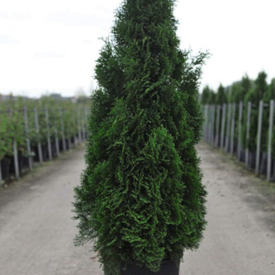 Smaragd Thuja Occidentalis Evergreen Conifer - Slow-Growing Upright ...