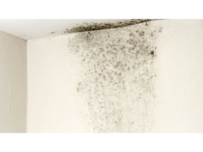 SmartSeal - Anti Mould Paint - Magnolia (5L) For Bathroom, Kitchen and ...