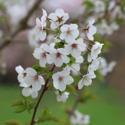 Snow Goose Flowering Cherry Blossom Tree Outdoor Prunus 9L Pot 1.8m - 2m