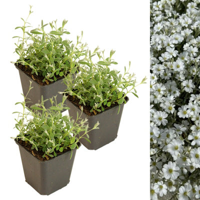Snow in Summer Plant 3 x 9cm Pots - Spring Summer Flowering Cerastium ...