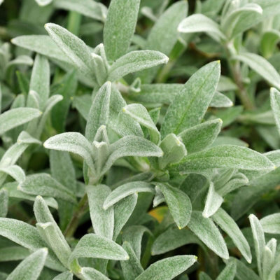 Snow in Summer Plant 3 x 9cm Pots - Spring Summer Flowering Cerastium ...
