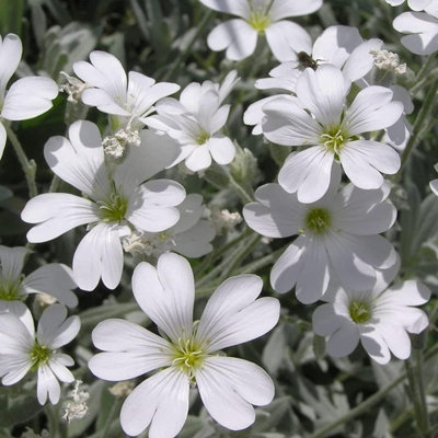 Snow in Summer Plant 3 x 9cm Pots - Spring Summer Flowering Cerastium ...