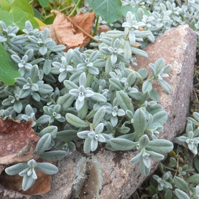 Snow in Summer Plant 3 x 9cm Pots - Spring Summer Flowering Cerastium ...