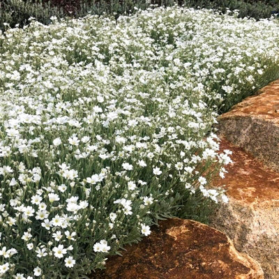 Snow in Summer Plant 6 x 9cm Pots - Spring Summer Flowering Cerastium ...