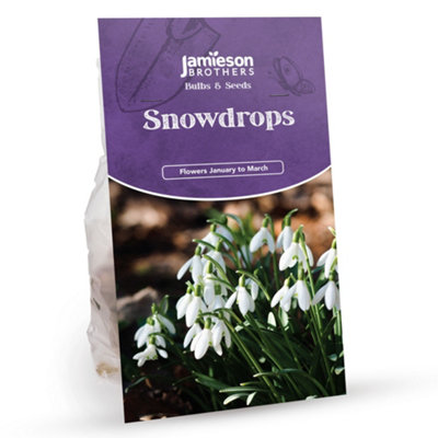 Snowdrop Bulbs (160 bulbs) by Jamieson Brothers