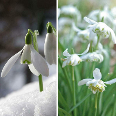 Snowdrop Collection In The Green 100 Bulbs