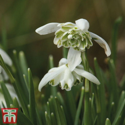 Snowdrop (Galanthus) Double Flowered In The Green 25 Bulbs