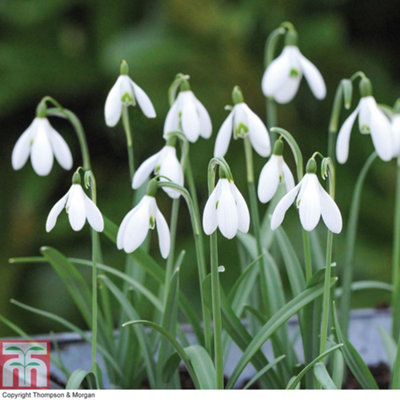 Snowdrop Giant (Galanthus elwesii) 40 Bulbs