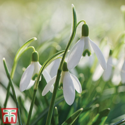 Snowdrop Giant (Galanthus elwesii) 40 Bulbs