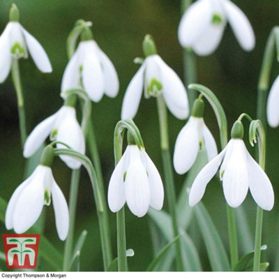Snowdrop Giant (Galanthus elwesii) 40 Bulbs