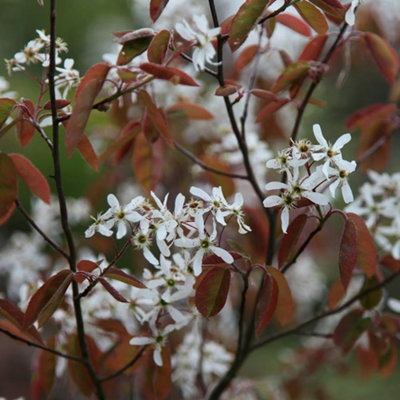 Snowy June Berry Outdoor Shrub Plant Amelanchier Lamarckii 2L Pot Bush