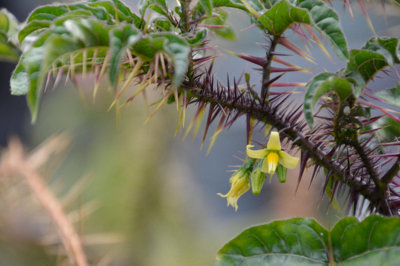 Solanum atropurpureum Purple Devil Plant plug plant