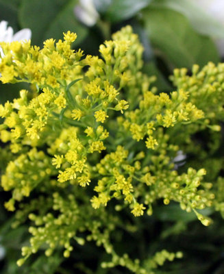 Solidaster luteus Lemore - Buttery Yellow Daisy-Like Flowers 3x 1.5L Pots