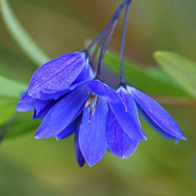 Sollya heterophylla Ultra Blue 3 Litre Potted Plant x 1