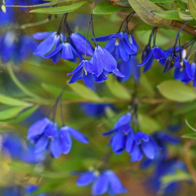 Sollya heterophylla Ultra Blue 3 Litre Potted Plant x 1