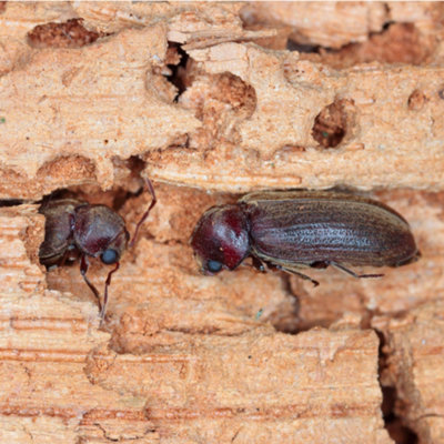 Soluguard Woodworm Treatment - Ready For Use High Strength Woodworm ...