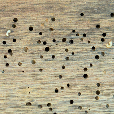 Soluguard Woodworm Treatment - Ready For Use High Strength Woodworm ...