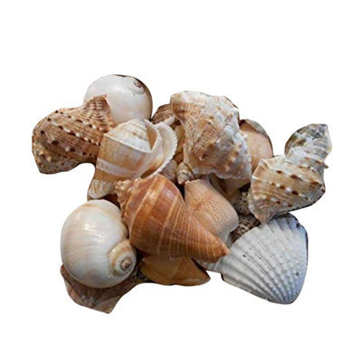 Something Different Shells In Net Multicoloured (350grams)