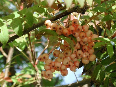 Sorbus Apricot Queen Tree 6ft Tall Supplied in a 12 Litre Pot by ...