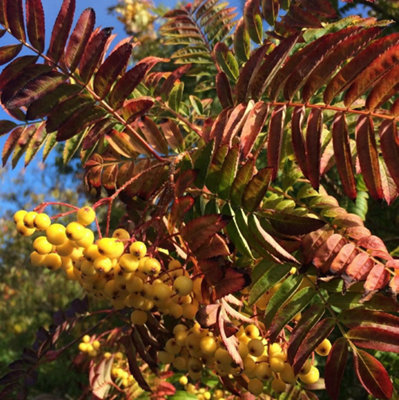 Sorbus Autumn Spire Tree 6ft Tall Supplied in a 12 Litre Pot by ...