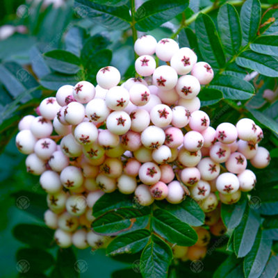 Sorbus Cashmiriana Tree - Kashmir Rowan, White Flowers and Berries ...