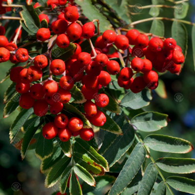 Sorbus Chinese Lace Tree - Green Lace-Like Foliage, Red Berries ...