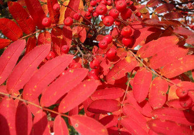 Sorbus Copper Kettle Mountain ash Tree 6ft Tall Supplied in a 12 Litre ...