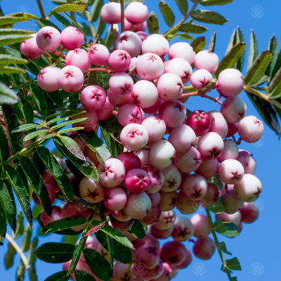 Sorbus Hupehensis Tree - Pink Hupeh Mountain Ash, Pink Berries, White ...