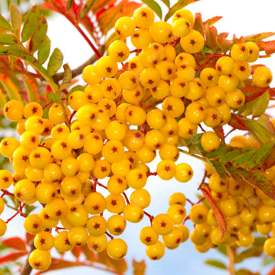 Sorbus Joseph Rock Tree - Yellow Berried Mountain Ash, Ornamental ...