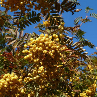 Sorbus Joseph Rock Tree - Yellow Berried Mountain Ash, Ornamental ...