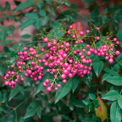 Sorbus Pink Charm Tree - Pink Berries, White Flowers, Hardy (5-6ft)