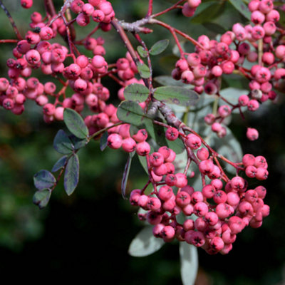 Sorbus Pink Pagoda Tree - Pink Berries, White Flowers, Mountain Ash ...