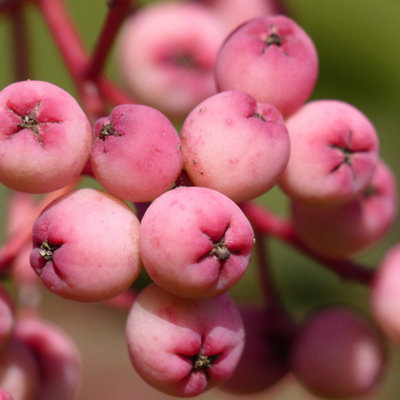 Sorbus Pink Pagoda Tree - Pink Berries, White Flowers, Mountain Ash ...