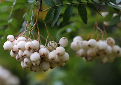 Sorbus White Wax Tree 6ft Tall Supplied in a 12 Litre Pot by Directplants